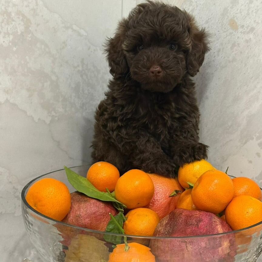 Той-пудель, щенок