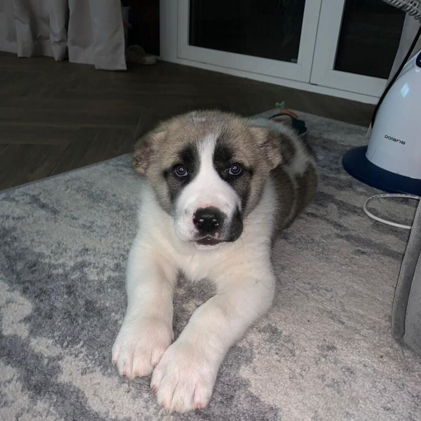 Щенки сао алабай