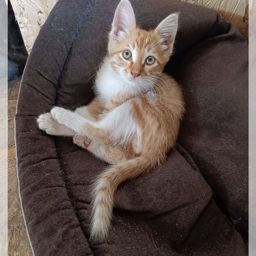 Котёнок в добрые руки