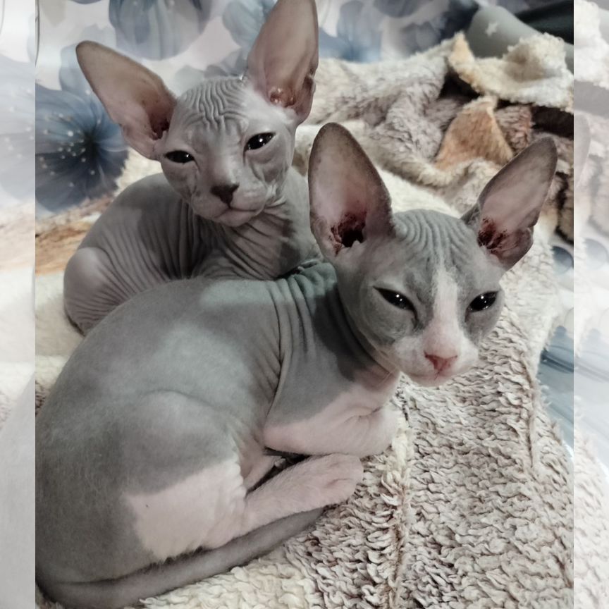 Донской сфинкс котёнок