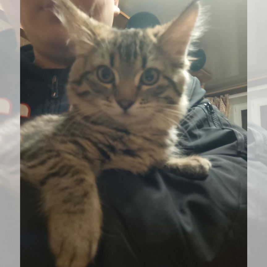 Котёнок в добрые руки