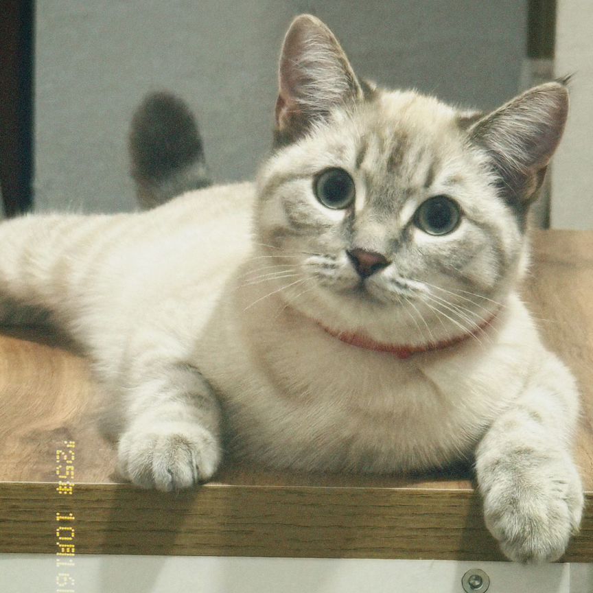 Шотландский прямоухий короткошёрстный котёнок