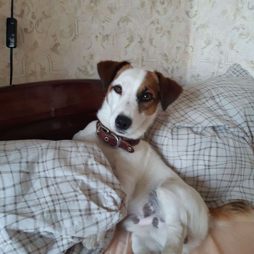 Потерялась собака