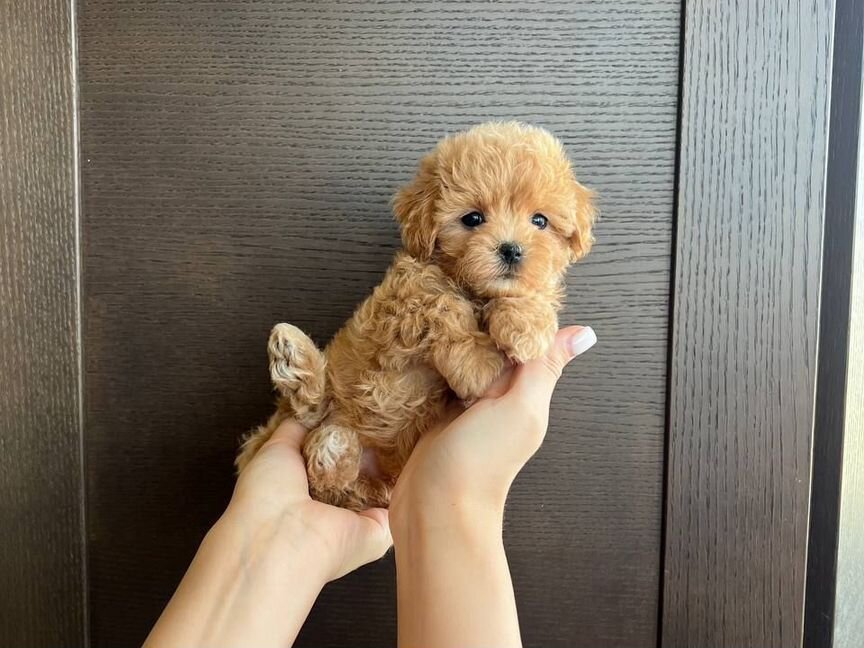 Мальтипу F1 мини baby face девочка