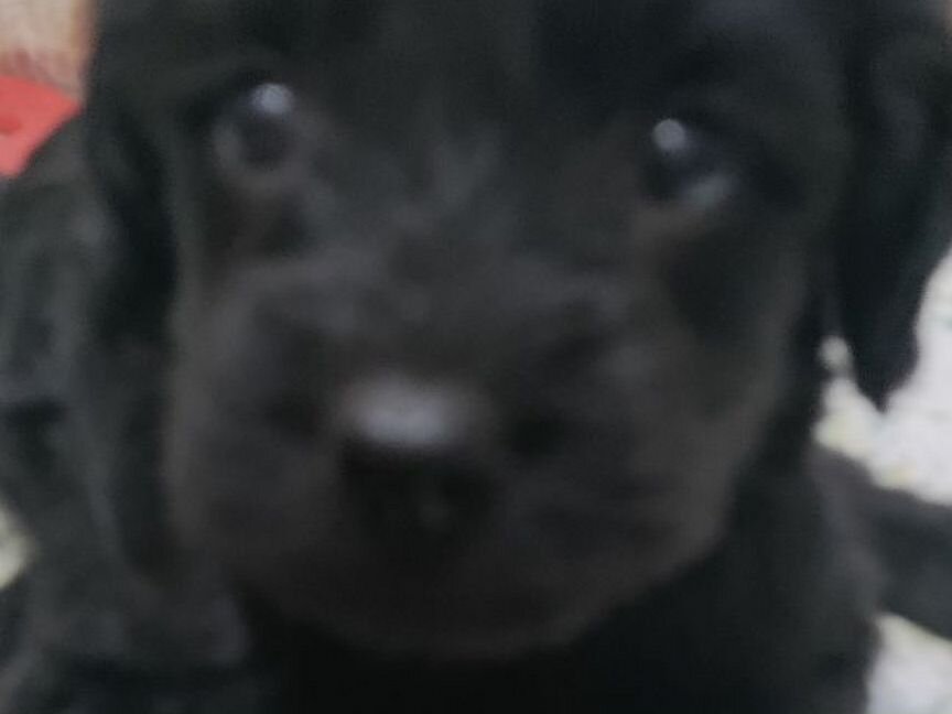 Щенки маленьких пород в добрые руки