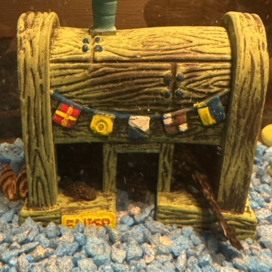 Сомики прилипалы