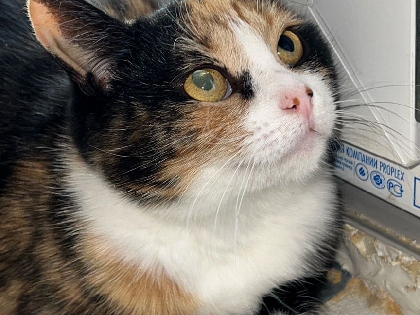 Кошке дали месяц нормальной жизни