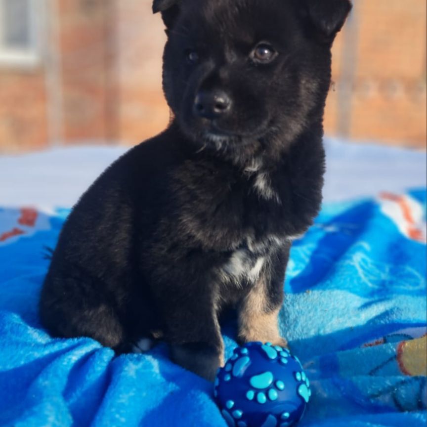 Щенок в добрые руки