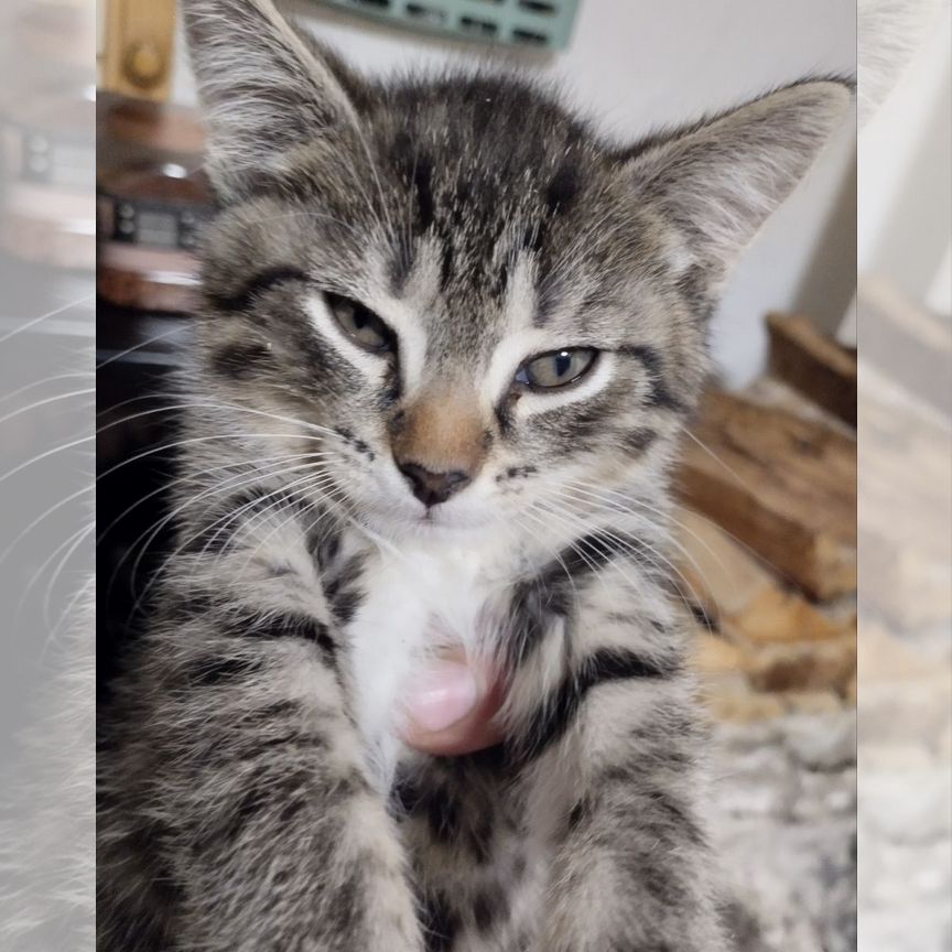 Британский короткошёрстный котёнок