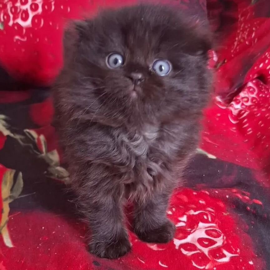 Шотландский вислоухий длинношёрстный котёнок