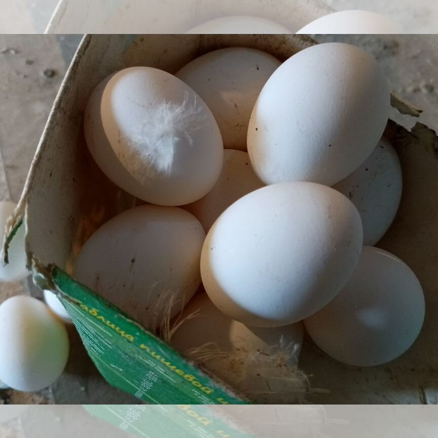 Несушки курочки