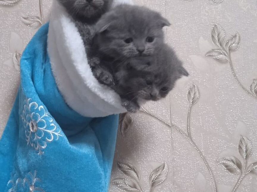 Шотландские котята