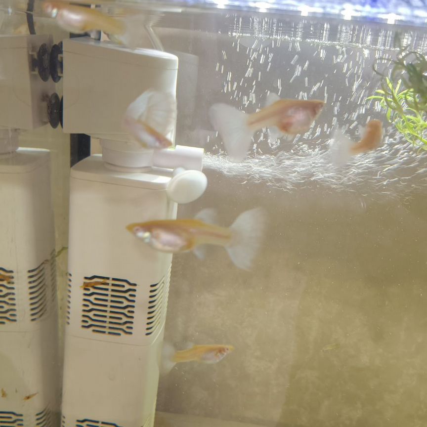 Гуппи скай блю альбино