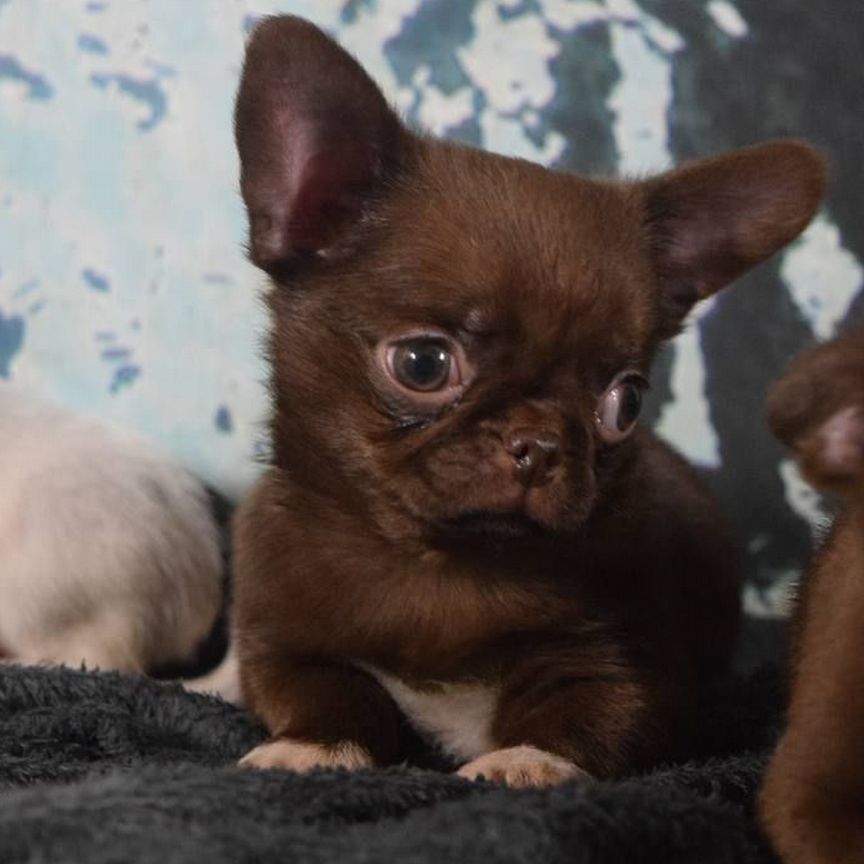 Чихуахуа, щенок
