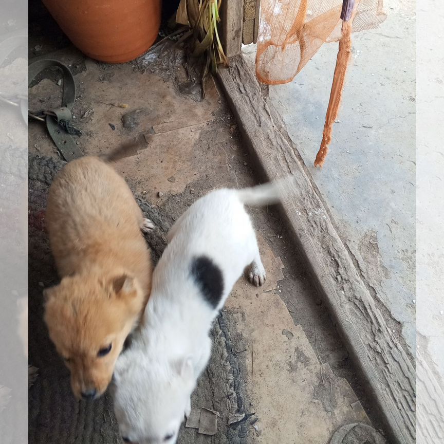 Щенки бесплатно