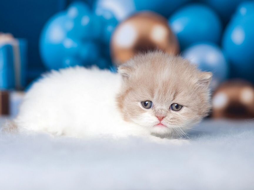 Мальчик окраса фавн ван