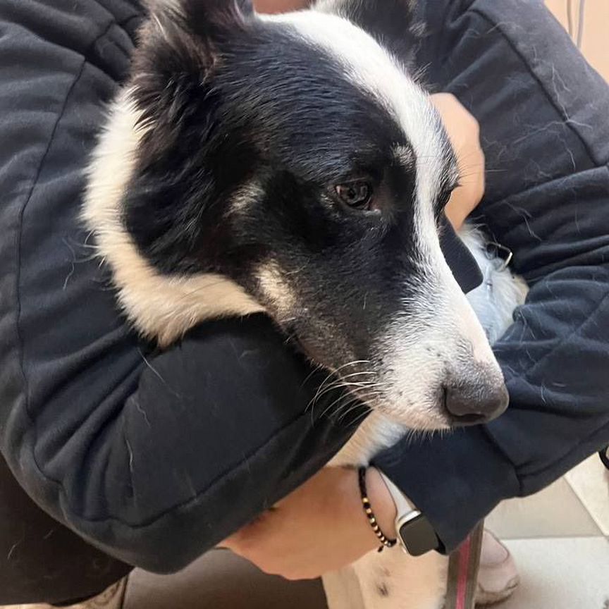 Мустангу важно внимание человека