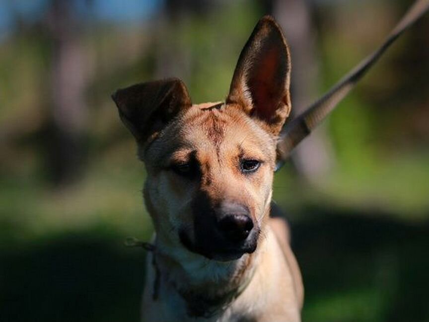 Эмми ищет дом