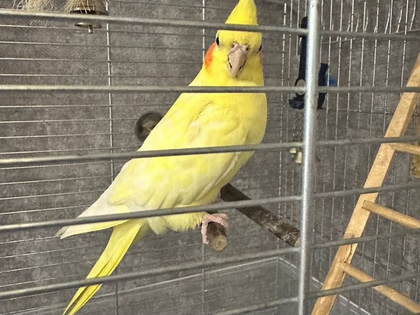 Попугай корелла в добрые руки