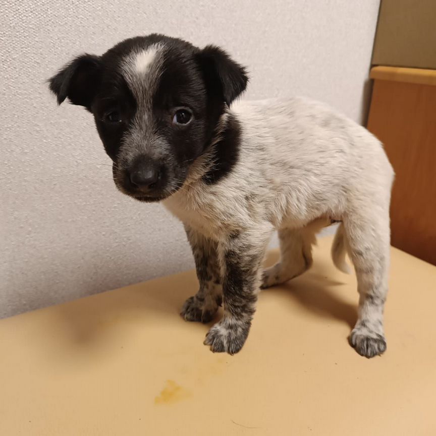 Щенулька мелкашка