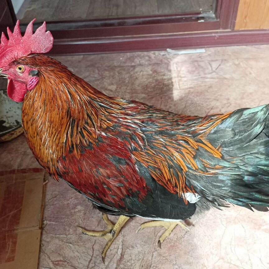 Петух молодой домашний