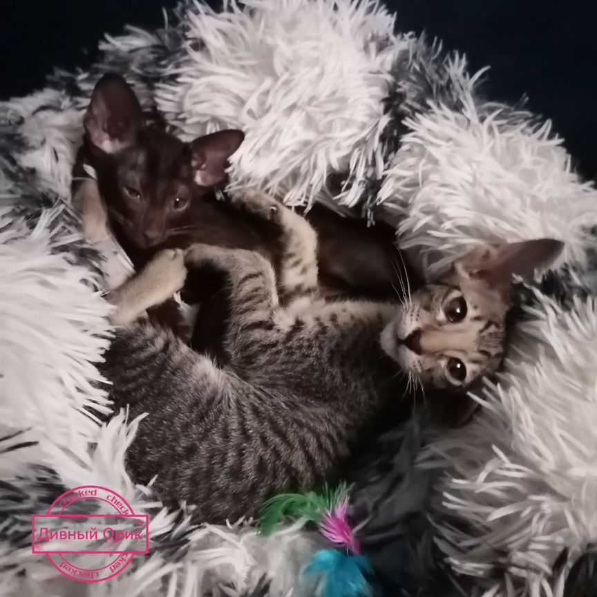 Ориентальные котята к Новому году