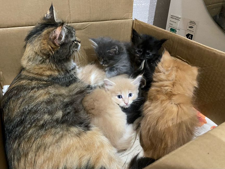 Отдам котят в добрые руки