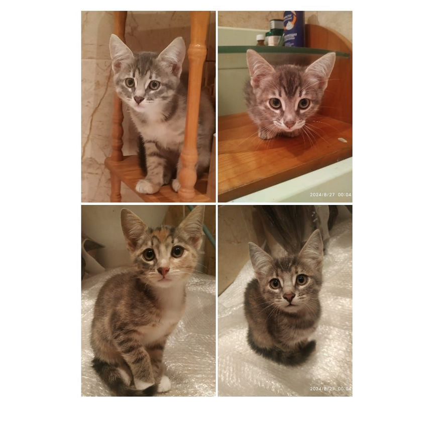 Котята в добрые руки