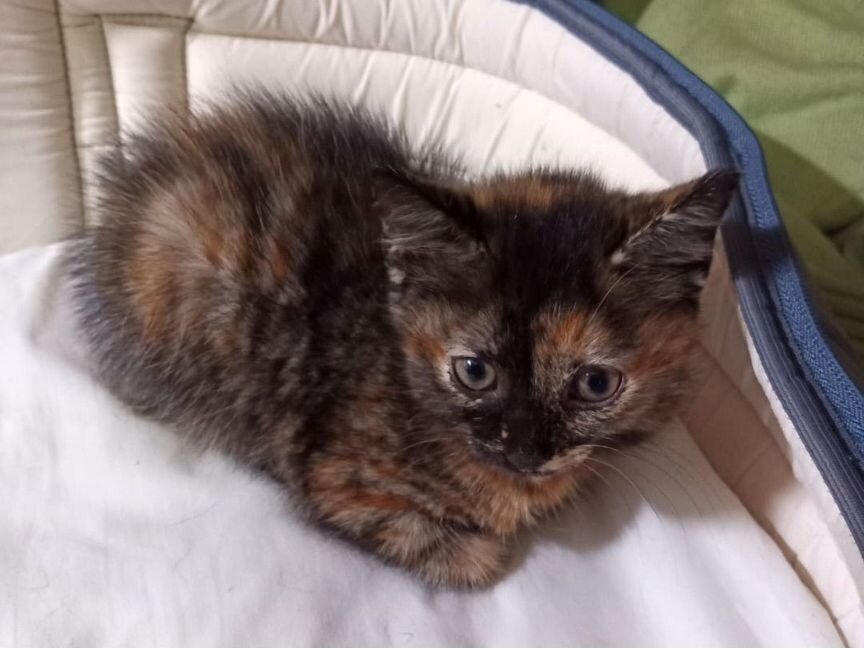 Ласковые котята черепашки