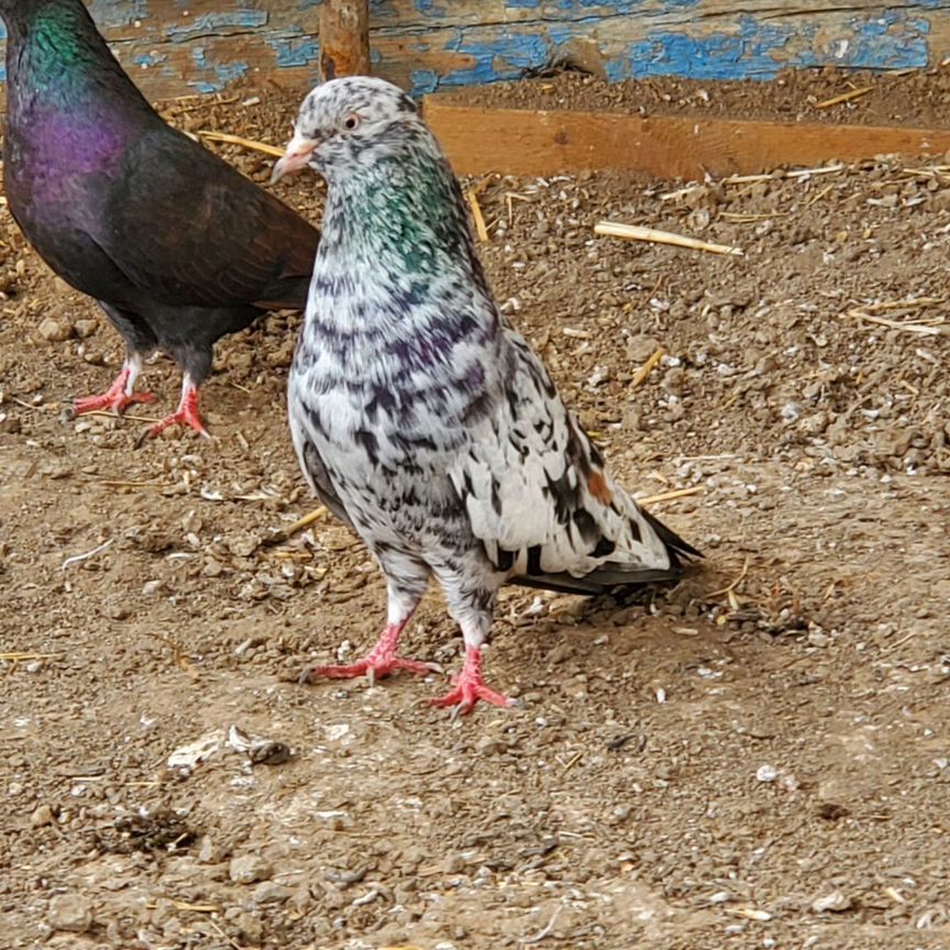 Голуби мраморные