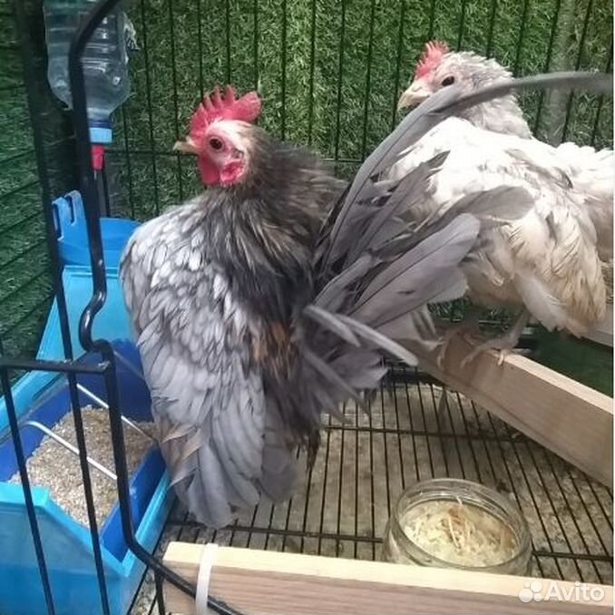 Малазийская серама Пара