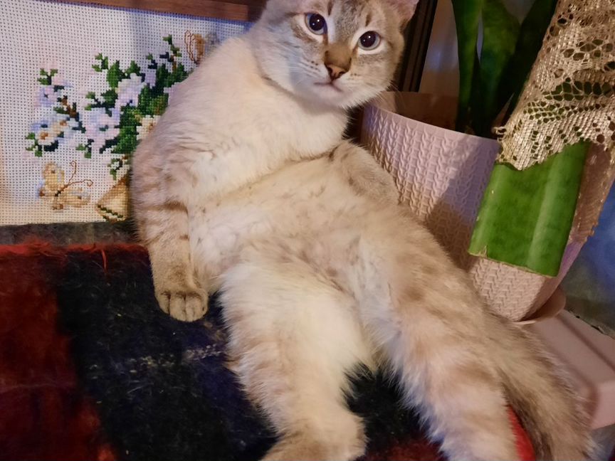 Кот Семён, добрый Сиамец