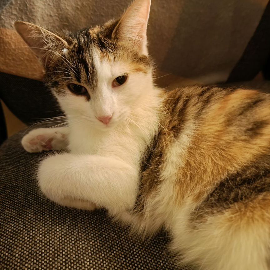 Кошка Люся