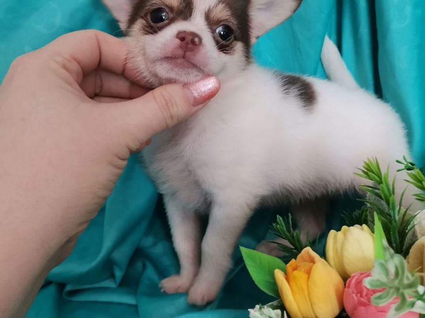 Малышки чихуахуа