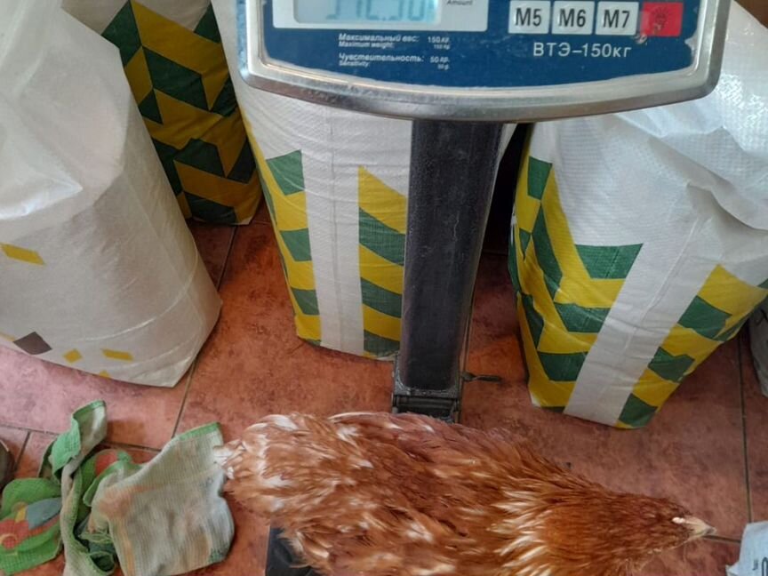 Курочки несушки