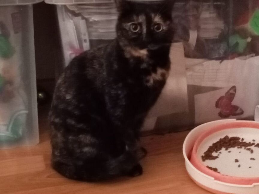 Кошечка в добрые руки