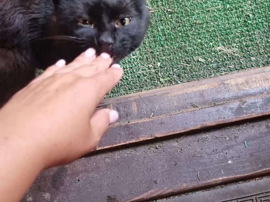 Подбросили на даче ласкового чёрного кота