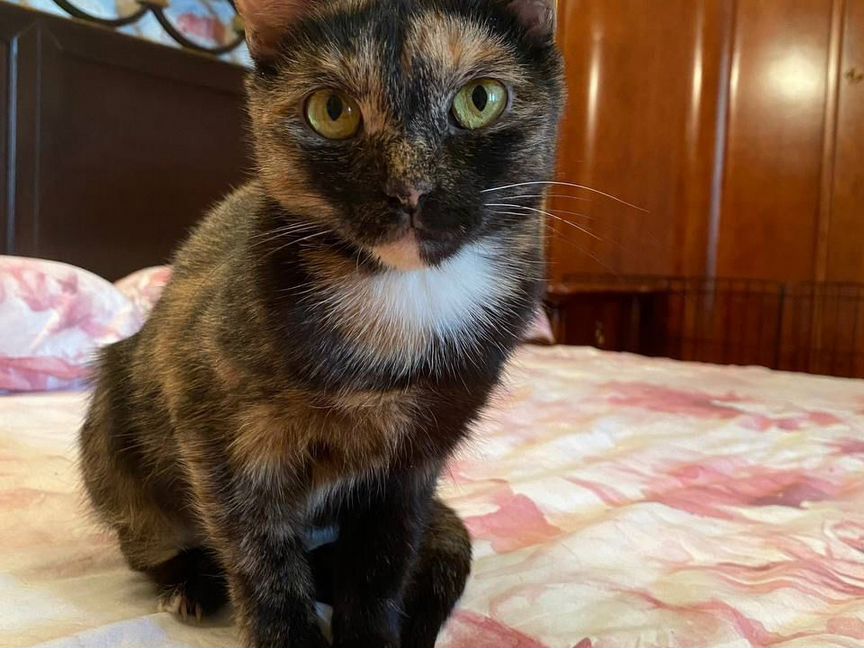 Кошка Симочка очень хочет быть нужной