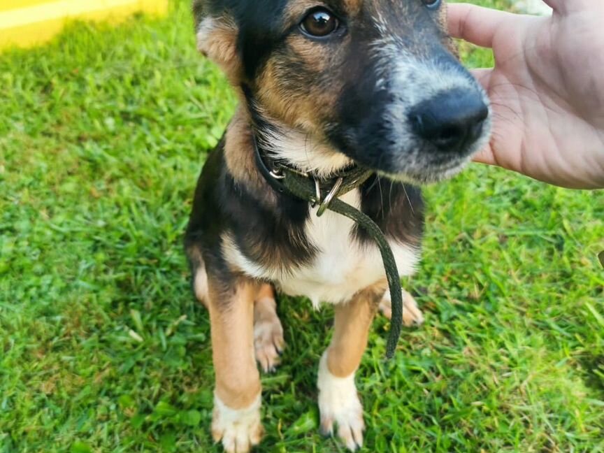 Найдена собака