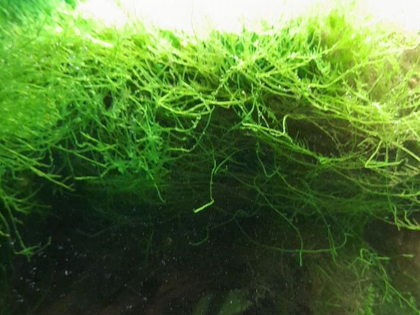 Мох, меняю на рыбок, не хищников