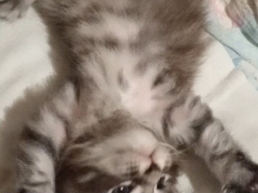 Котята мэйн кун