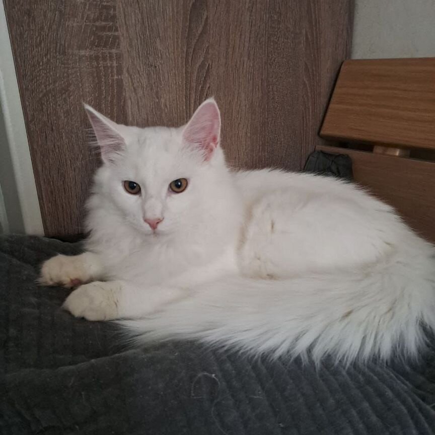 Котик в добрые руки мальчик