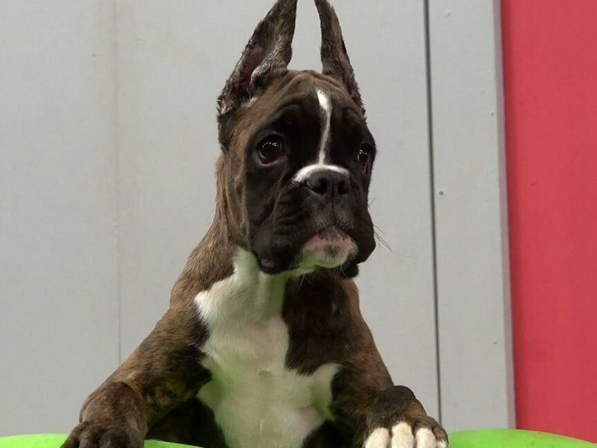 Щенок боксера