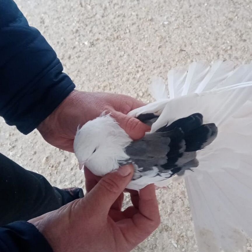 Николаевские голуби