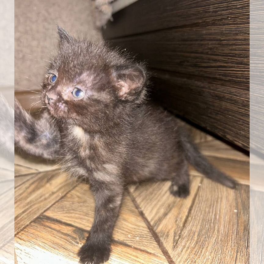 Британские котята