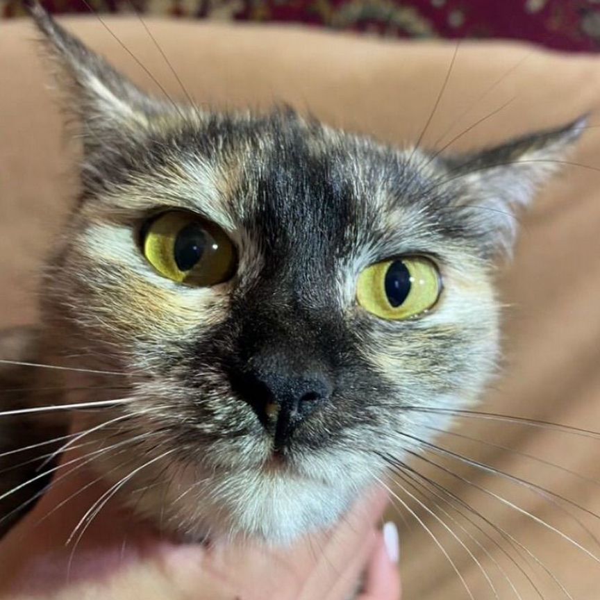 Взрослая, Девочка кошка в добрые руки