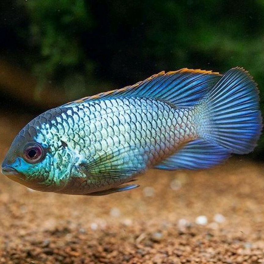 Нанокара неон блю пара