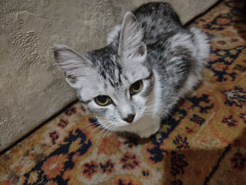 Найдена кошка