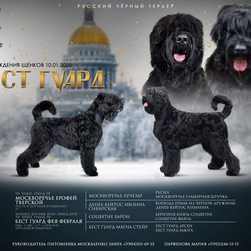 Щенки Русский Черный Терьер