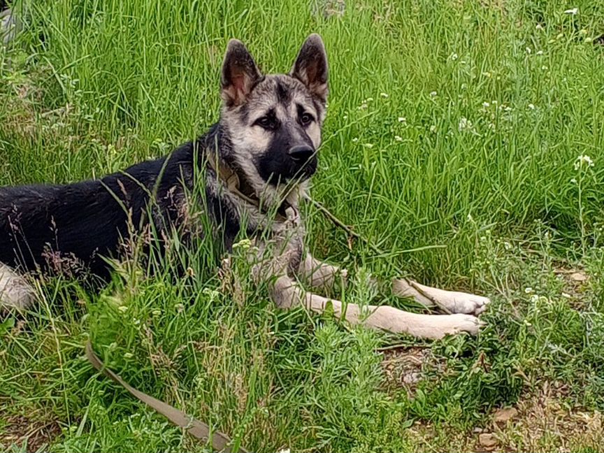 Восточноевропейская овчарка